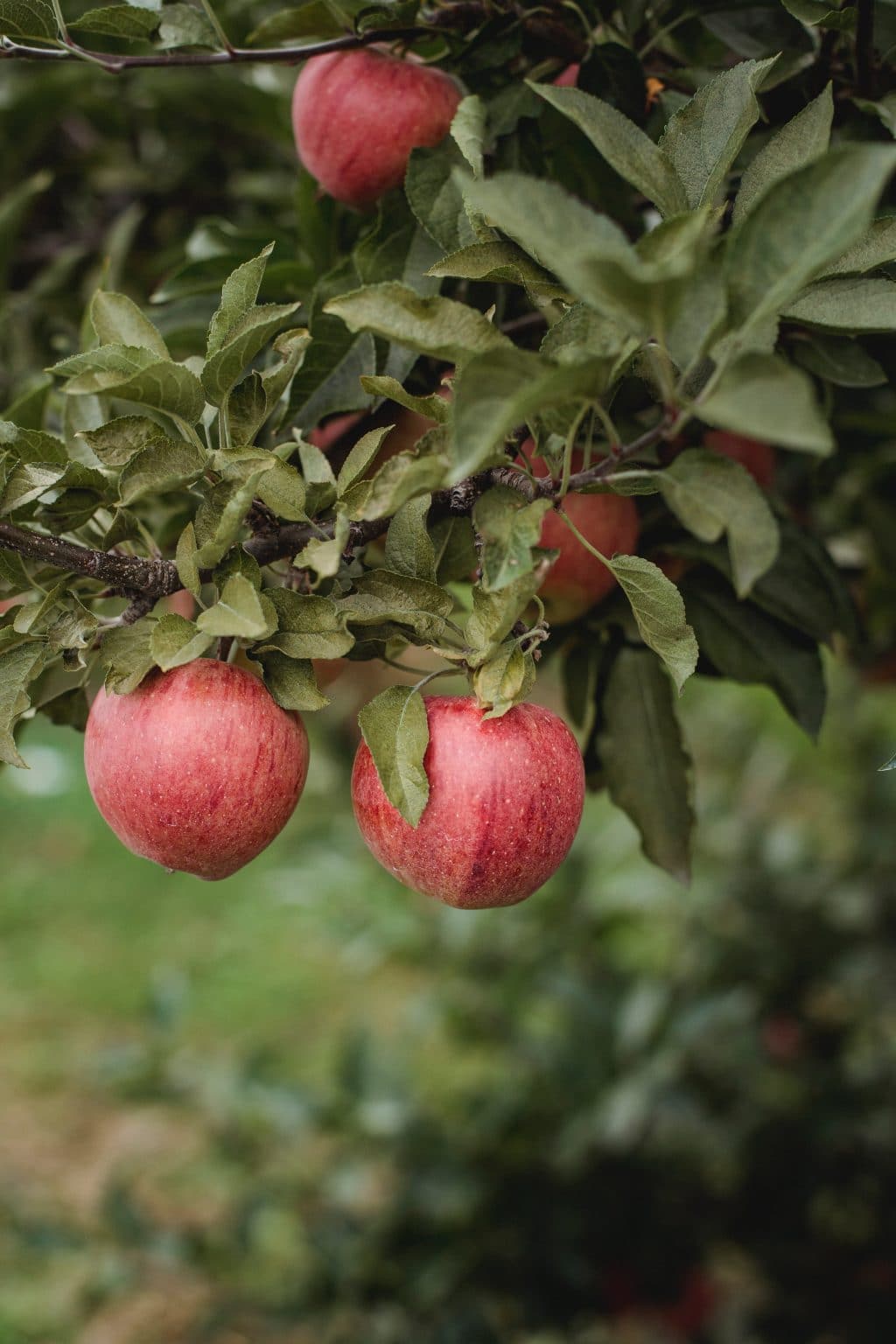 Brumbaugh Fruit Farm - Visit Ohio Today