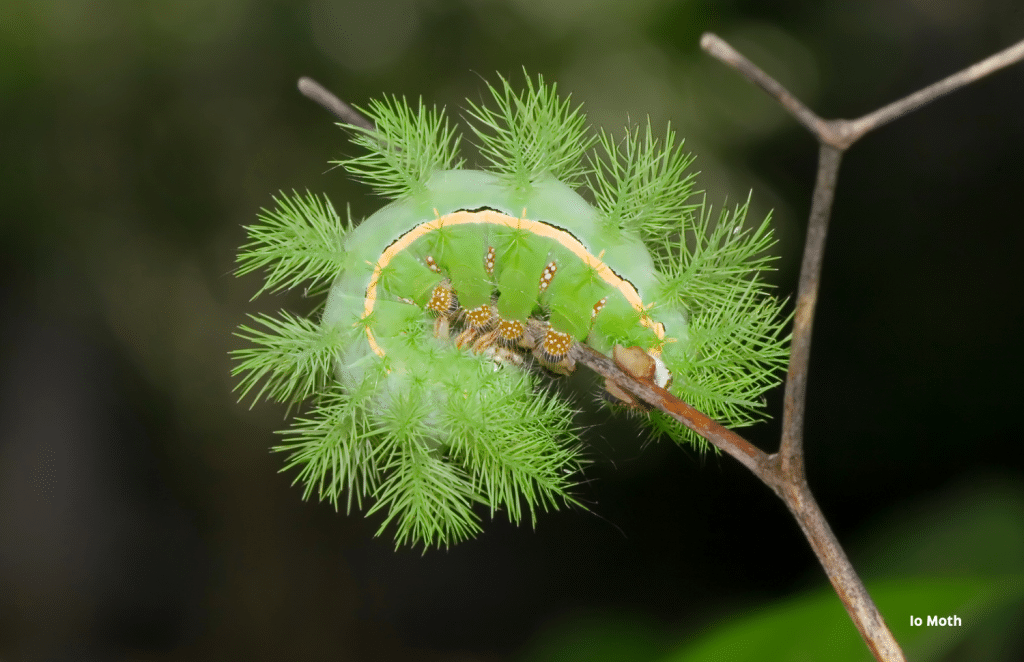 Caterpillars in Ohio - Most Common and Venomous - Visit Ohio Today