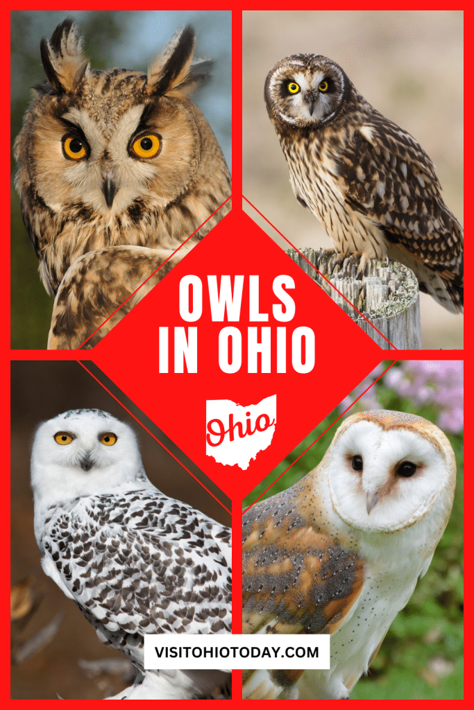 Owls In Ohio - Visit Ohio Today