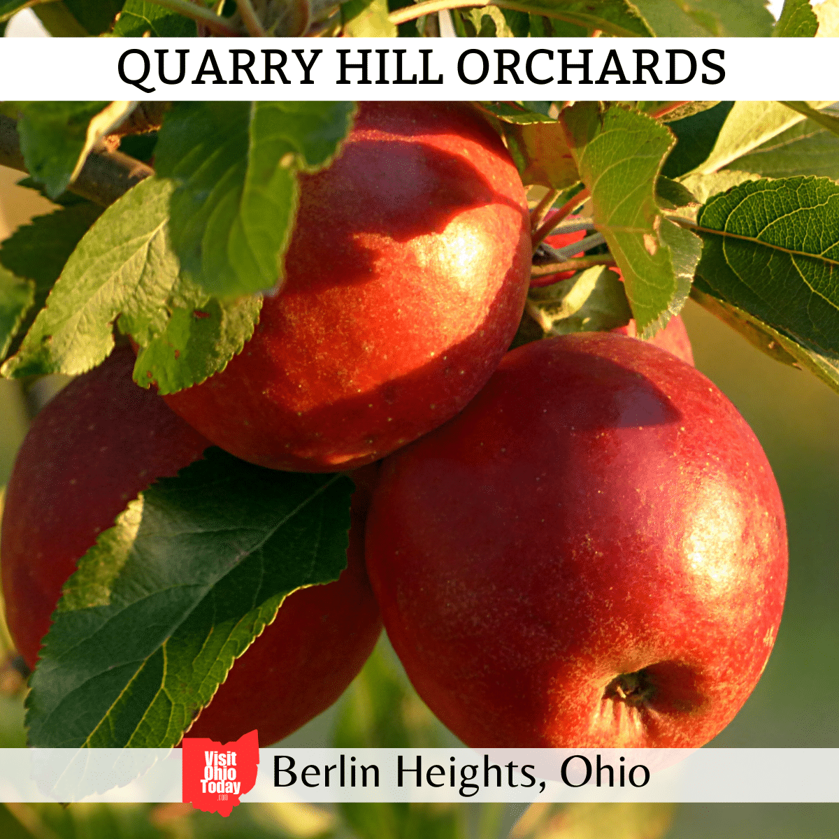 Quarry Hill Orchards - Visit Ohio Today