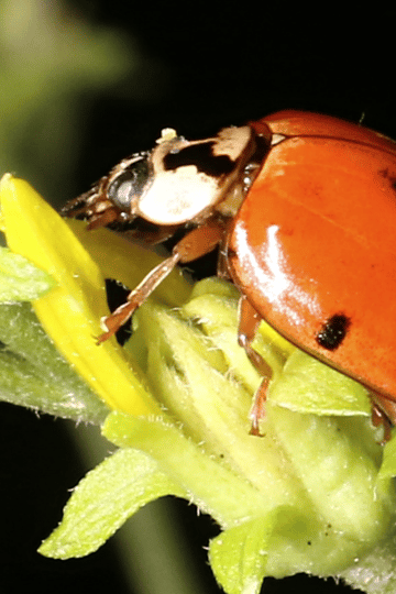 Beetles In Ohio - Visit Ohio Today