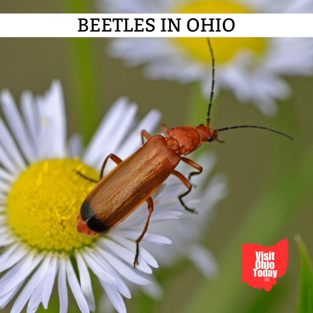 Bats In Ohio - Visit Ohio Today