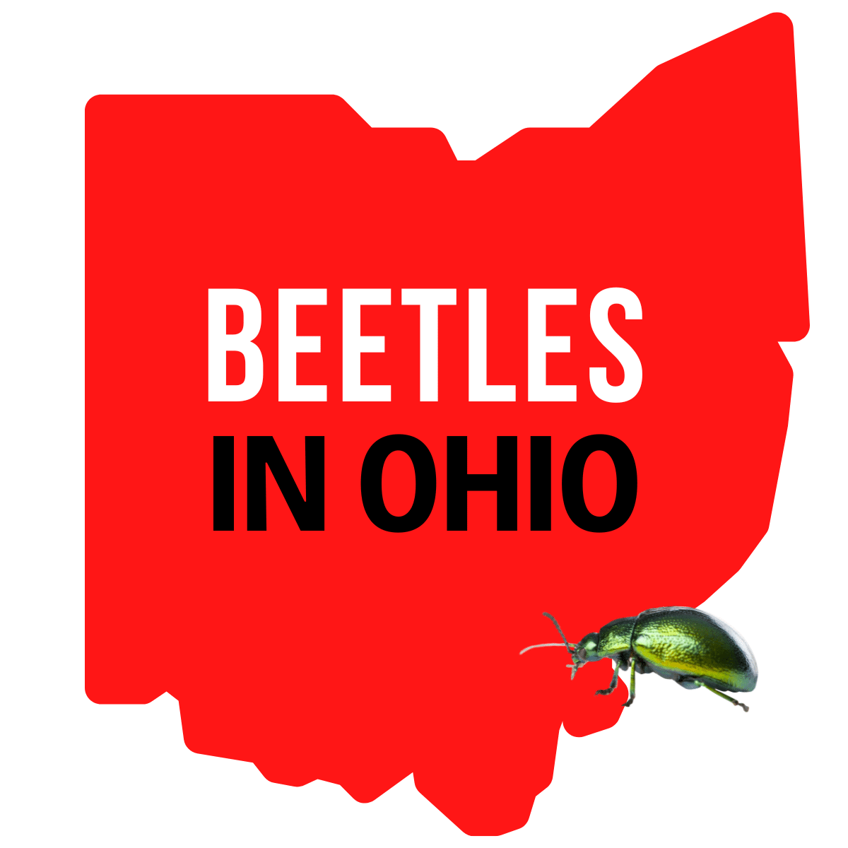 Beetles In Ohio - Visit Ohio Today