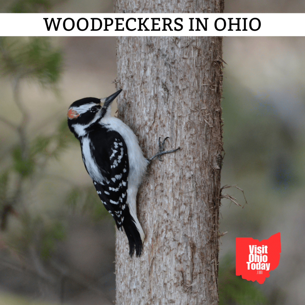 Woodpeckers In Ohio - Visit Ohio Today