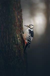 Woodpeckers In Ohio - Visit Ohio Today