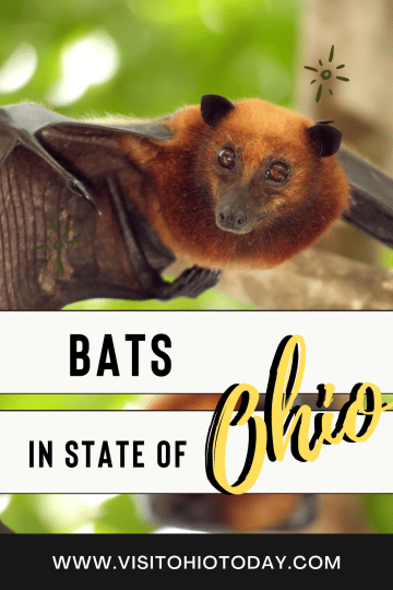 Bats In Ohio - Visit Ohio Today
