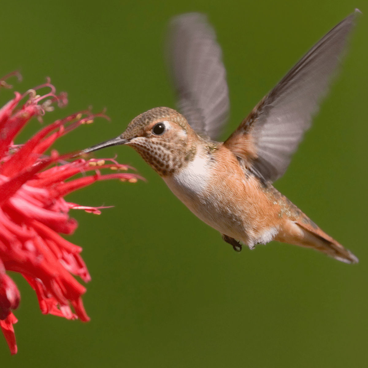 Hummingbirds In Ohio - Visit Ohio Today