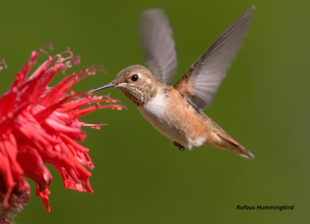 Hummingbirds In Ohio - Visit Ohio Today