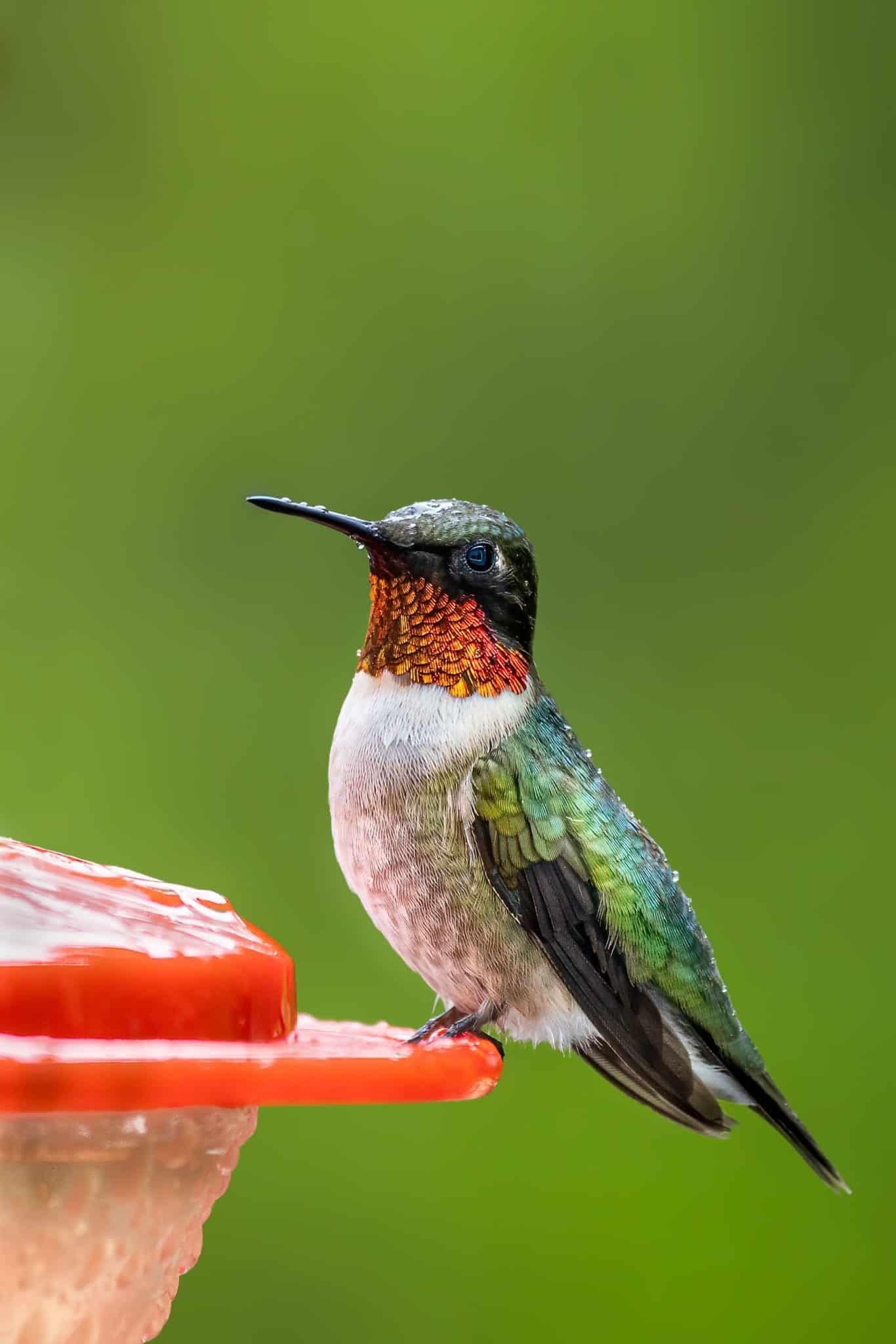 Hummingbirds In Ohio - Visit Ohio Today