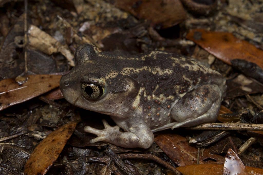 Frogs in Ohio - Visit Ohio Today