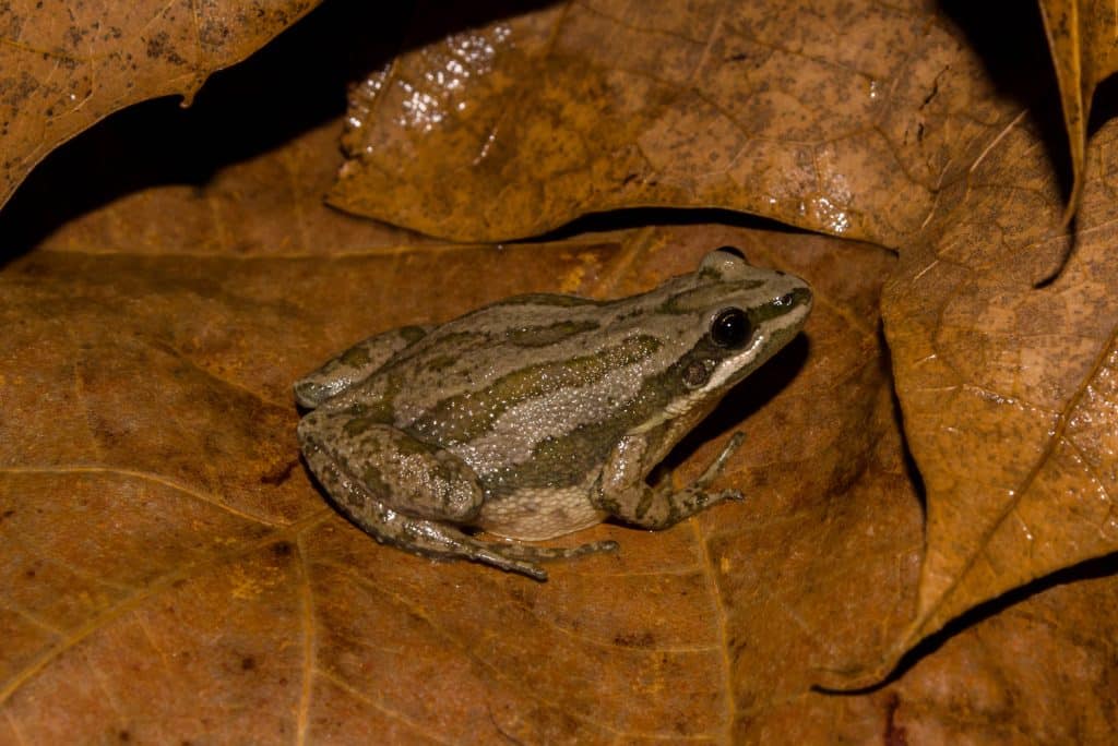 Frogs in Ohio - Visit Ohio Today