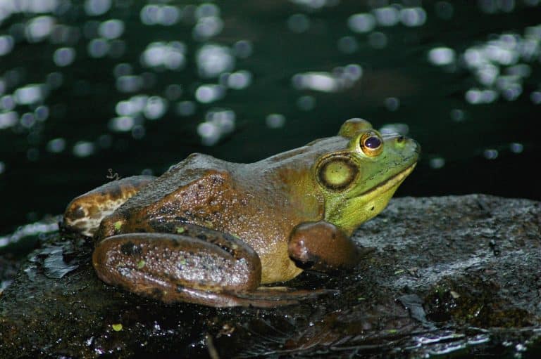 Frogs in Ohio - Visit Ohio Today