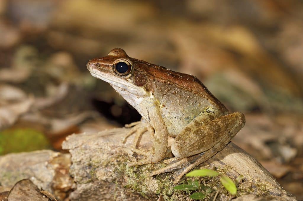 Frogs in Ohio - Visit Ohio Today