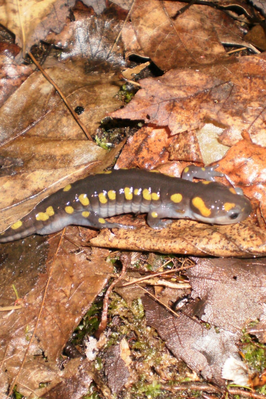 Salamanders In Ohio - Visit Ohio Today