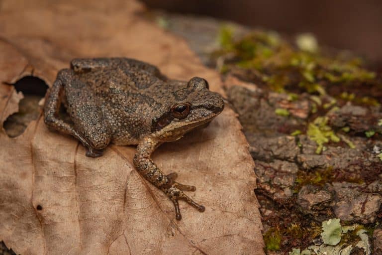 Frogs in Ohio - Visit Ohio Today