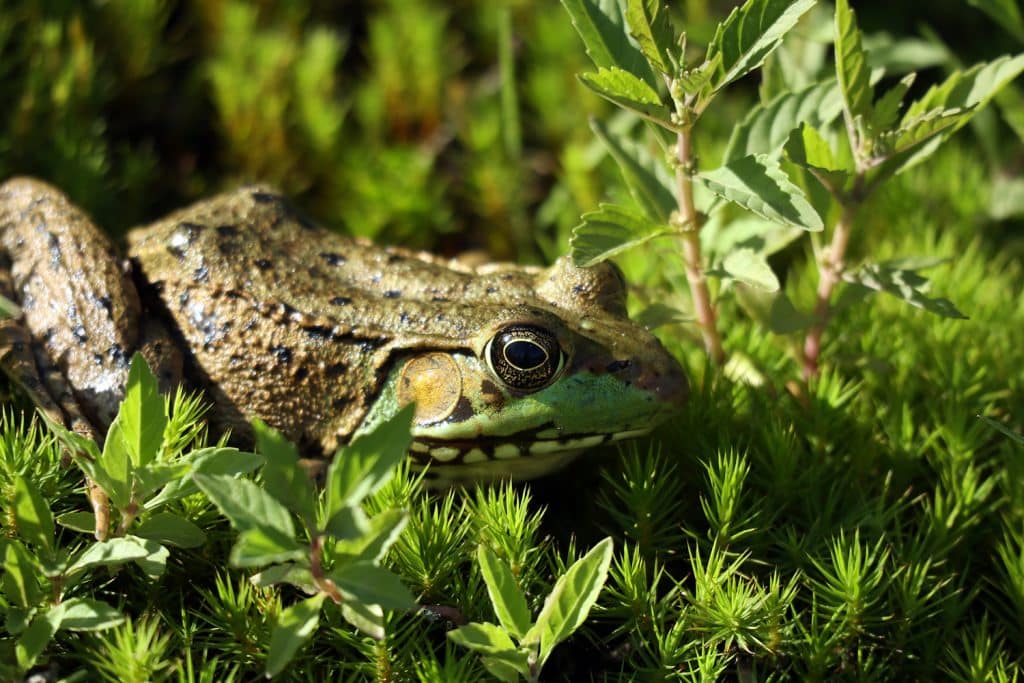Frogs in Ohio - Visit Ohio Today