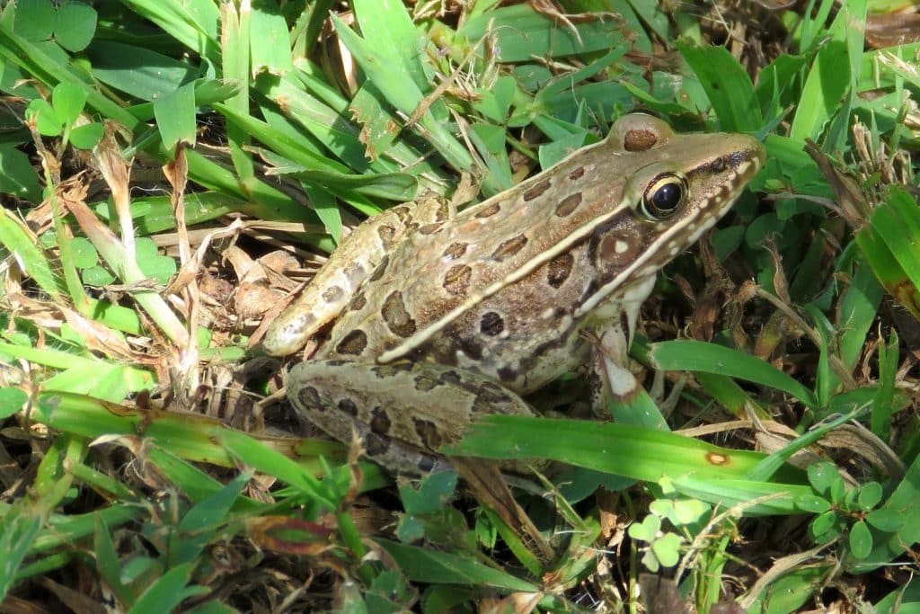Frogs in Ohio - Visit Ohio Today