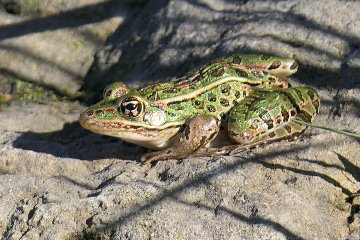 Frogs in Ohio - Visit Ohio Today