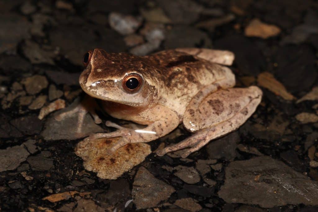 Frogs in Ohio - Visit Ohio Today