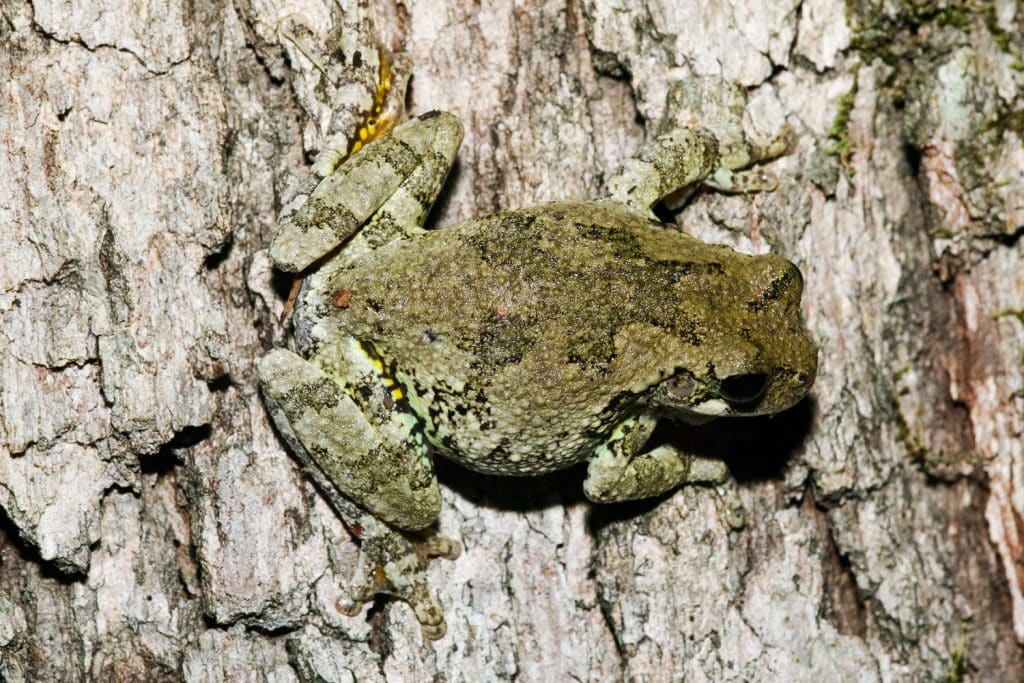 Frogs in Ohio - Visit Ohio Today