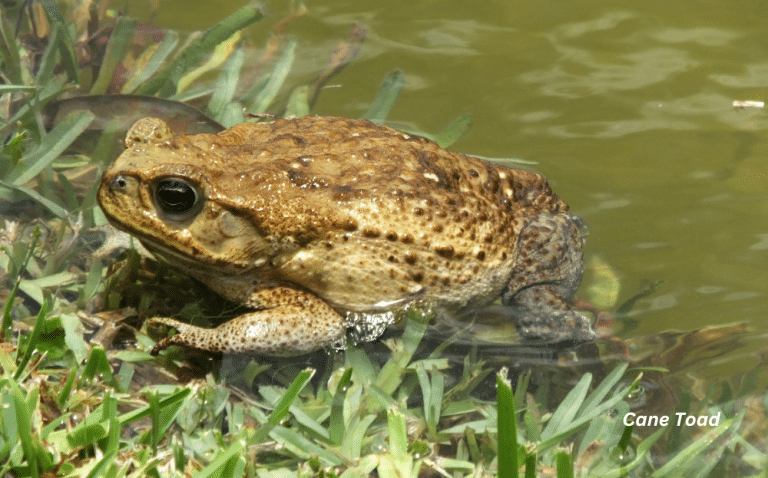 Frogs in Ohio - Visit Ohio Today