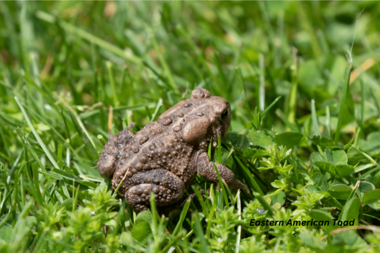 Frogs in Ohio - Visit Ohio Today