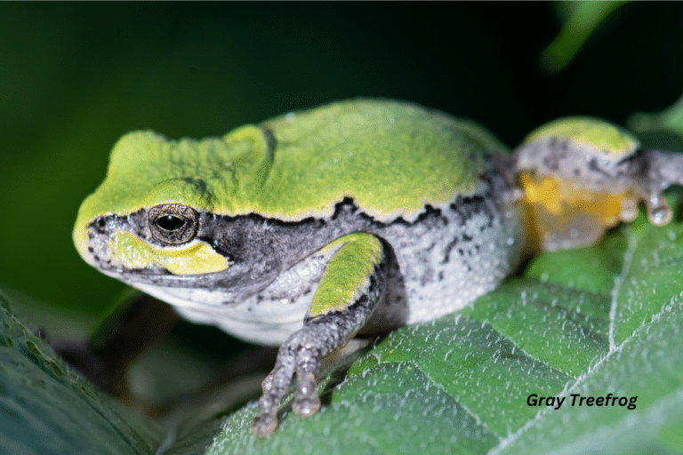 Frogs in Ohio - Visit Ohio Today