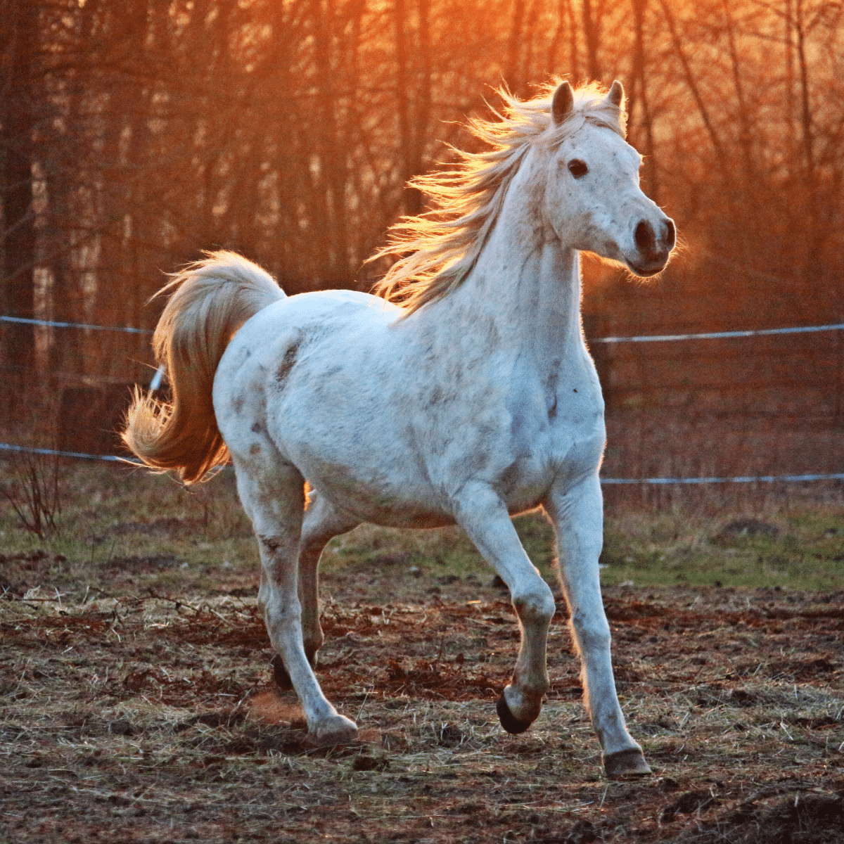 Hocking Hills Horseback Riding - Visit Ohio Today