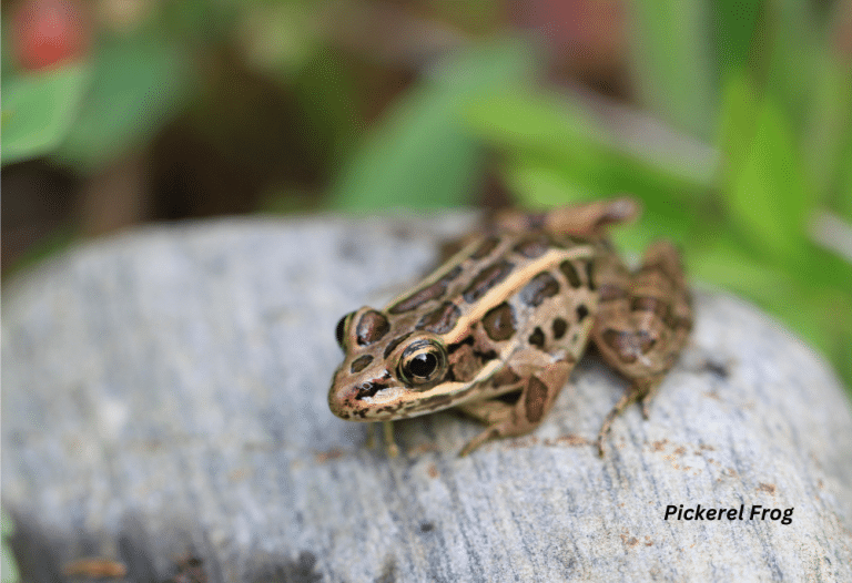Frogs in Ohio - Visit Ohio Today