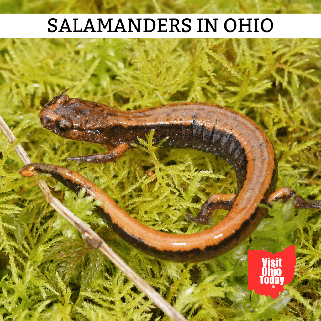 Salamanders in Ohio - Visit Ohio Today
