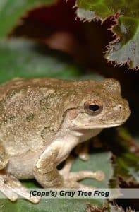 Frogs in Ohio - with Photos - Visit Ohio Today