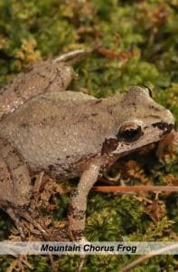 Frogs in Ohio - with Photos - Visit Ohio Today