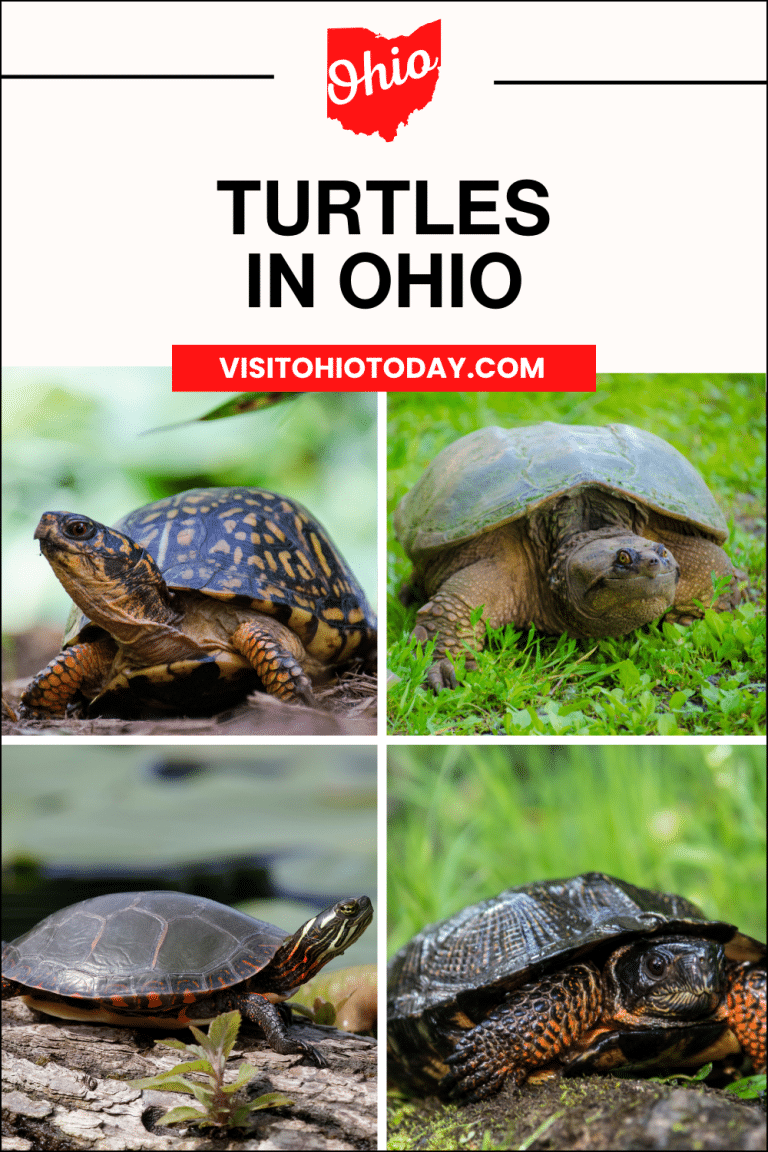 Ohio Turtles - Visit Ohio Today
