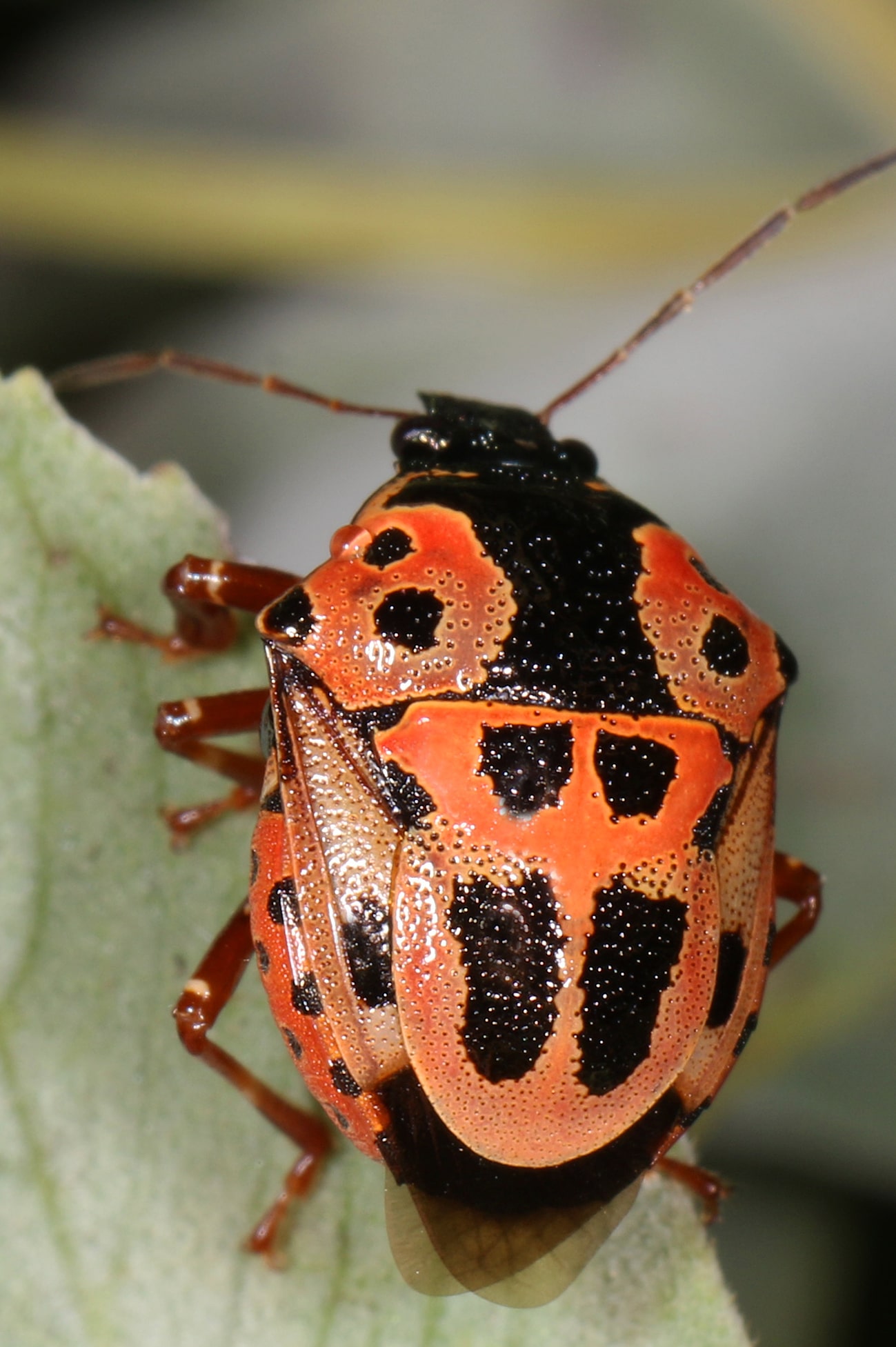 Stink Bugs in Ohio - Visit Ohio Today