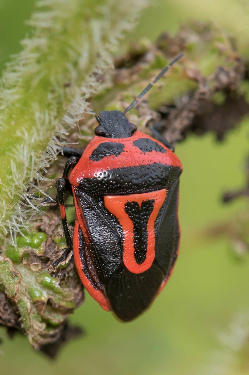 Stink Bugs in Ohio - Visit Ohio Today
