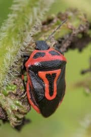 Stink Bugs in Ohio - Visit Ohio Today