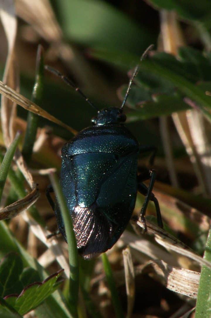 Stink Bugs in Ohio - Visit Ohio Today