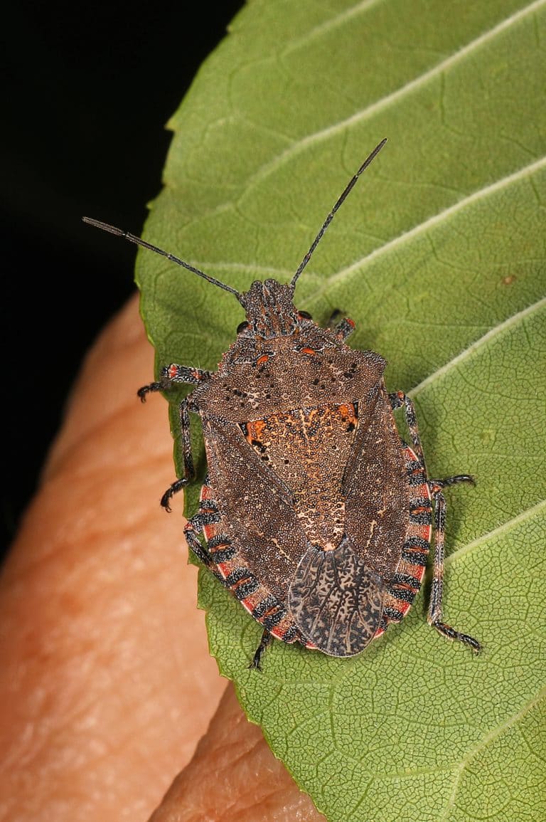 Stink Bugs in Ohio - Visit Ohio Today