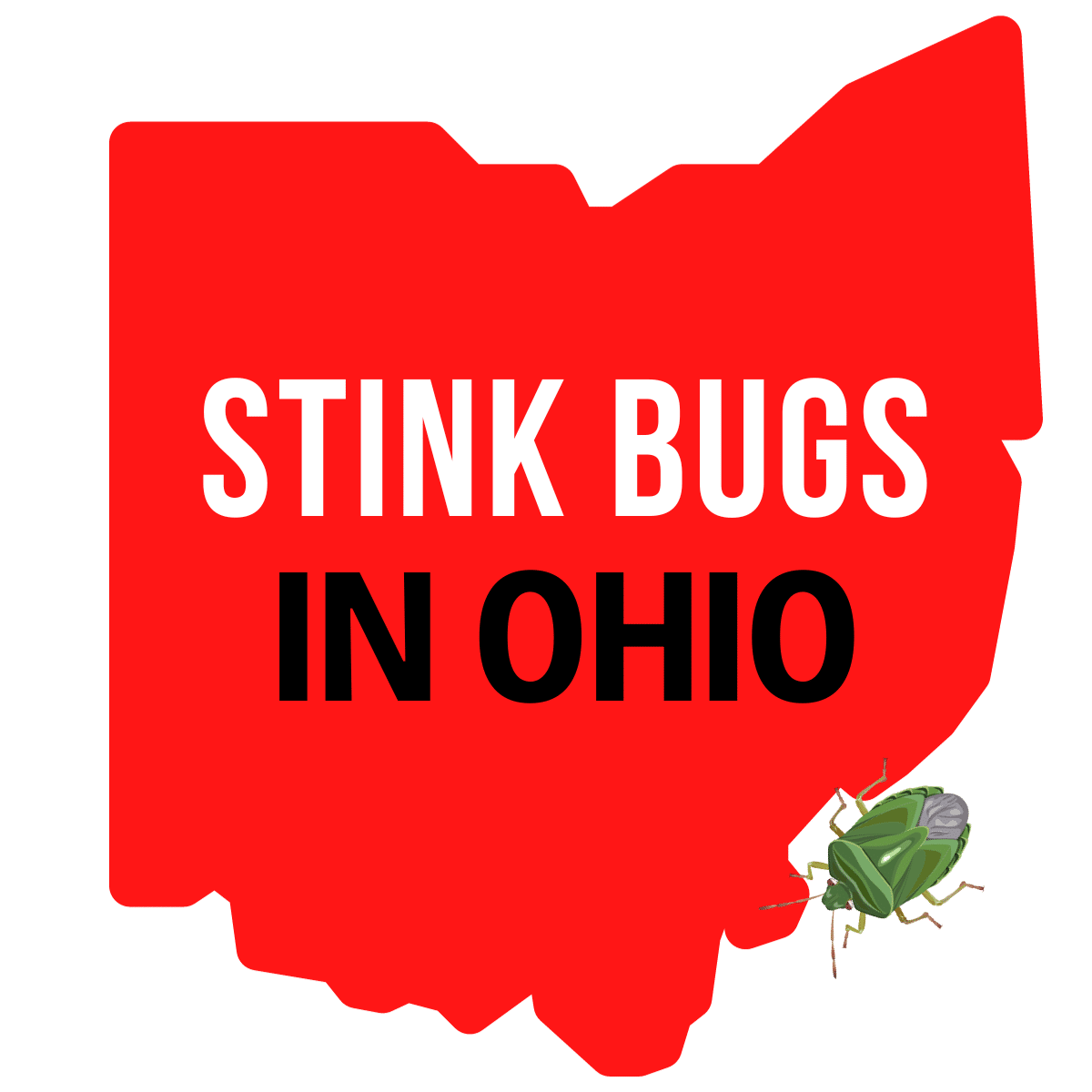 Stink Bugs in Ohio - Visit Ohio Today