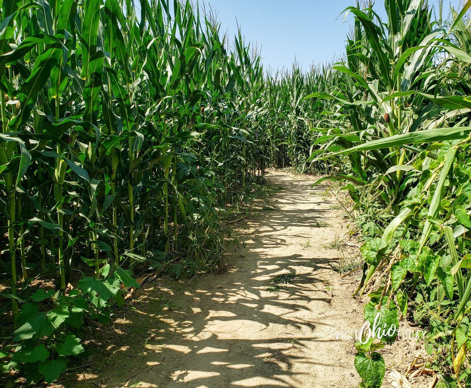 Corn Mazes in Ohio - Visit Ohio Today