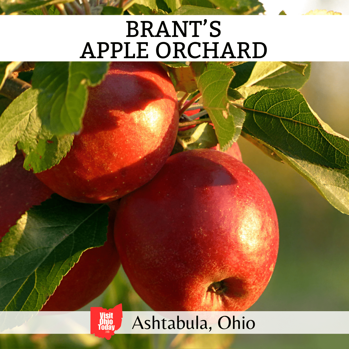 Brant's Apple Orchard - Visit Ohio Today