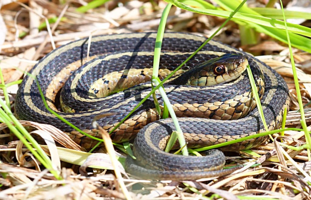 Garter Snakes in Ohio - Visit Ohio Today