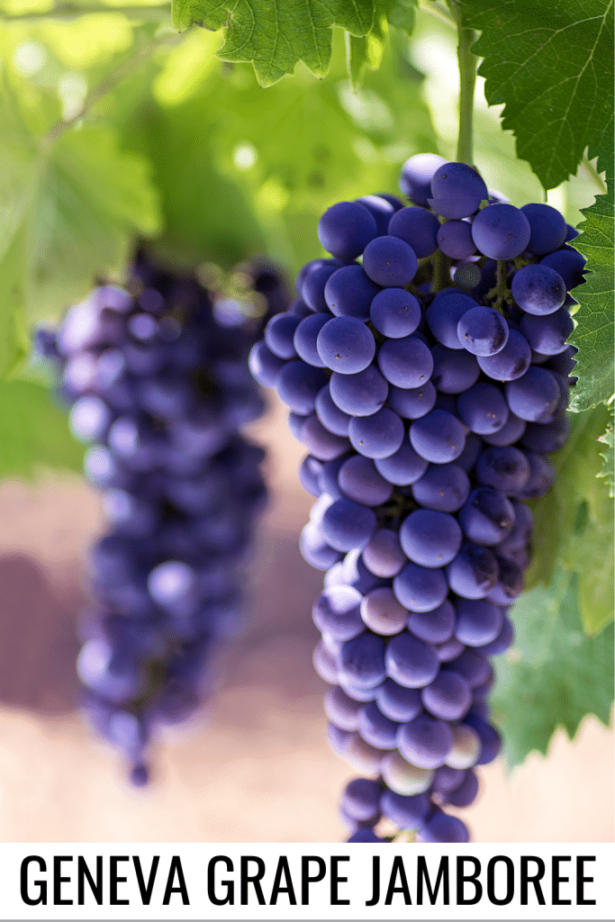 Geneva Grape Jamboree - Visit Ohio Today