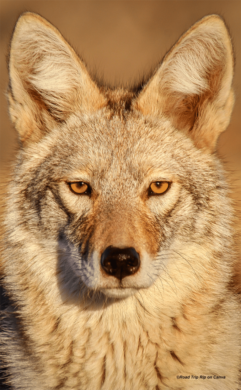 Coyotes in Ohio - Visit Ohio Today Coyotes in Ohio - Visit Ohio Today