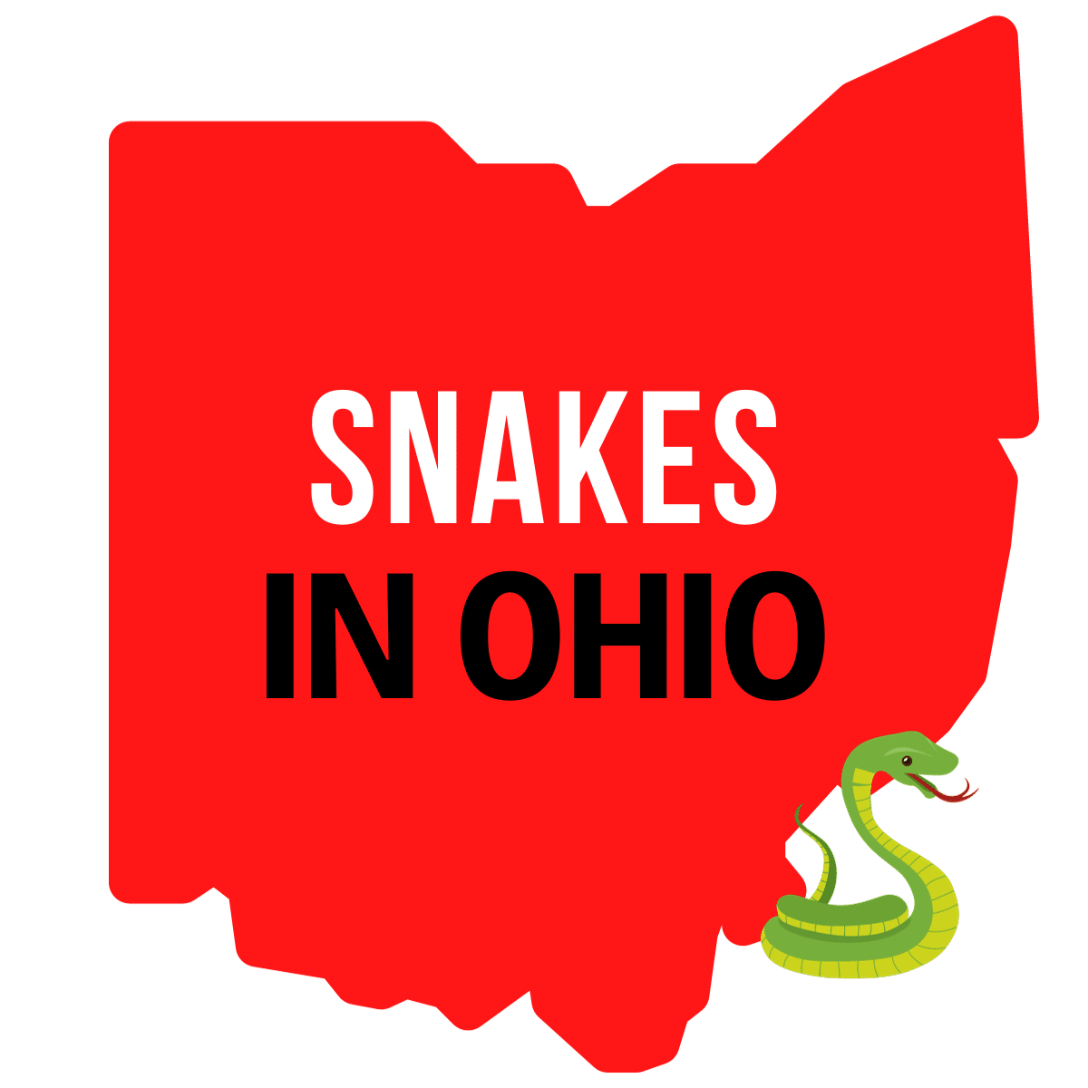 Snakes in Ohio - Visit Ohio Today