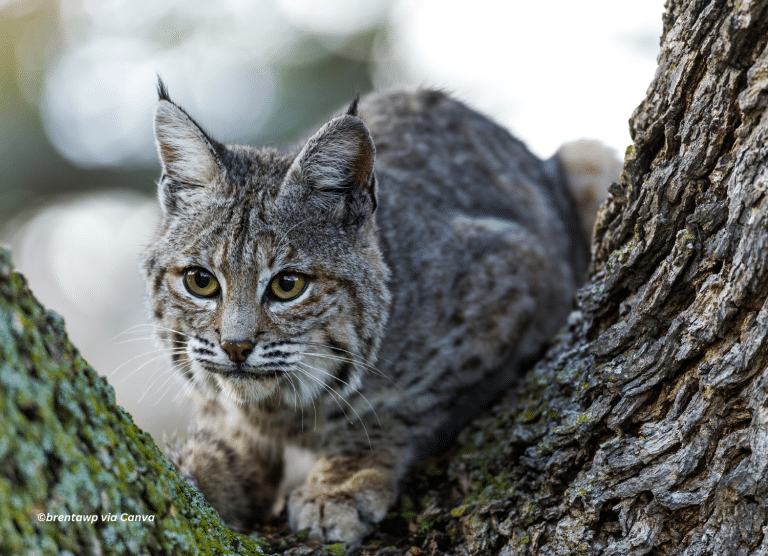 Bobcats in Ohio - Visit Ohio Today
