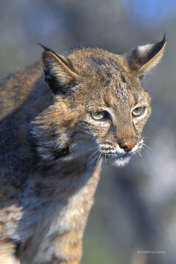 Bobcats in Ohio - Visit Ohio Today