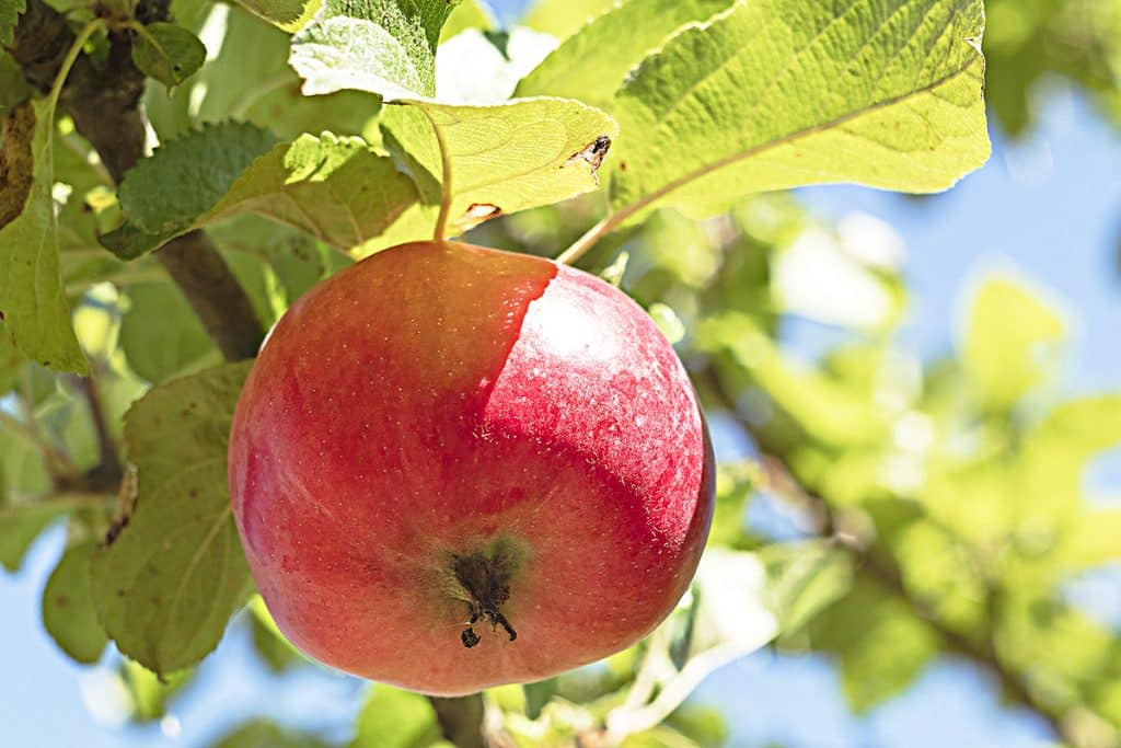 Apple Picking in Ohio - Visit Ohio Today