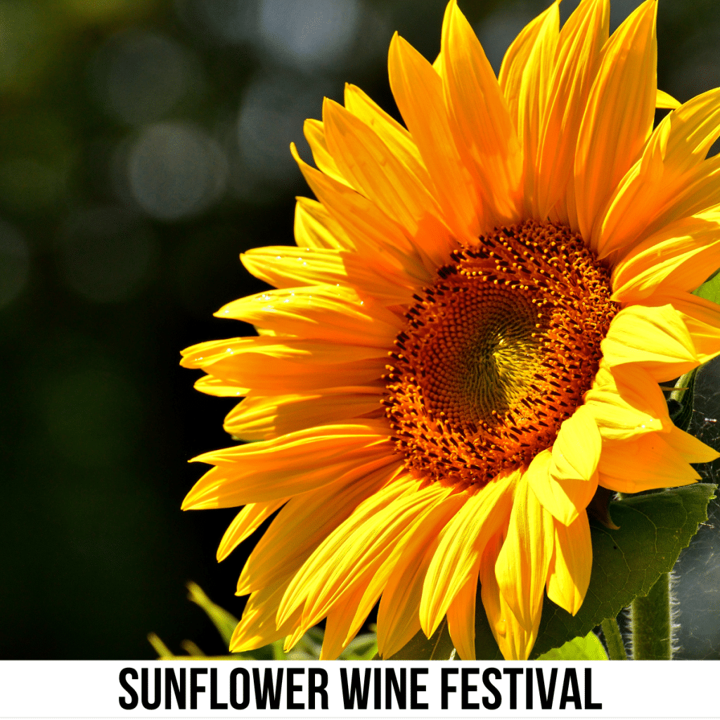 Sunflower Wine Festival - Visit Ohio Today