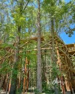 Blacklick Woods Canopy Walk - Visit Ohio Today